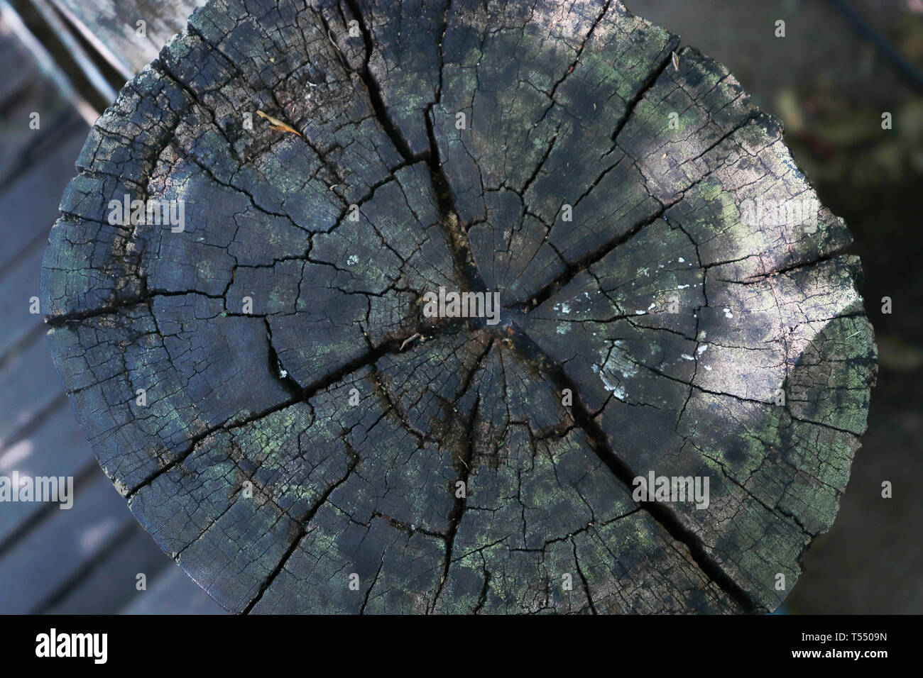 Wood texture of cut tree trunk, close-up Stock Photo - Alamy