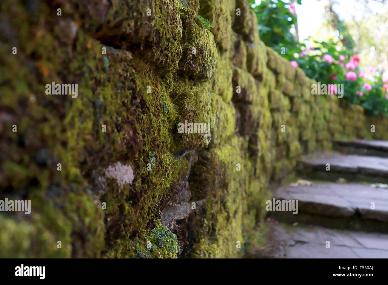 Wooden path, way, track from planks in forest park, perspective image ...