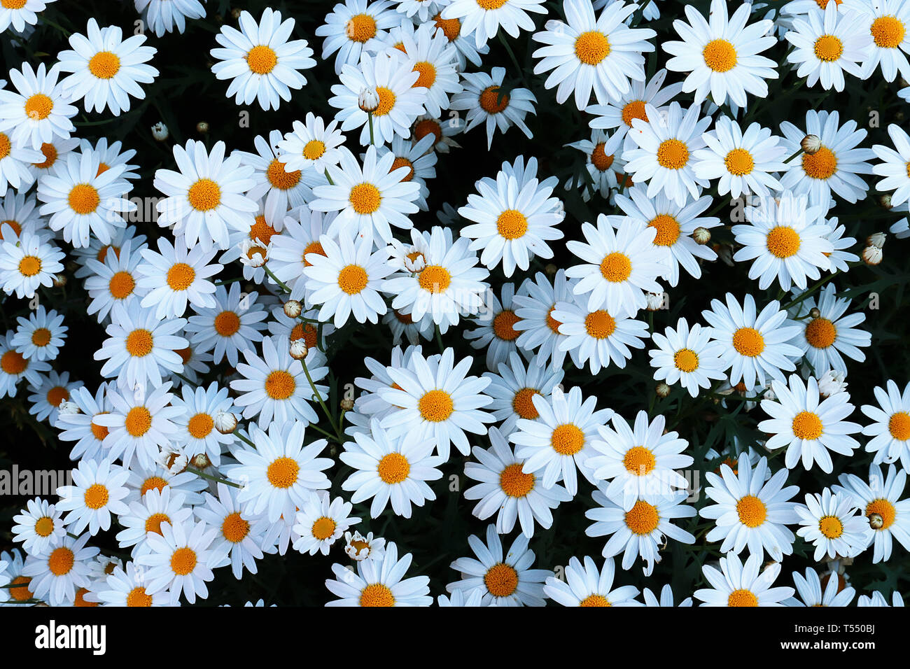 white small flower Stock Photo - Alamy