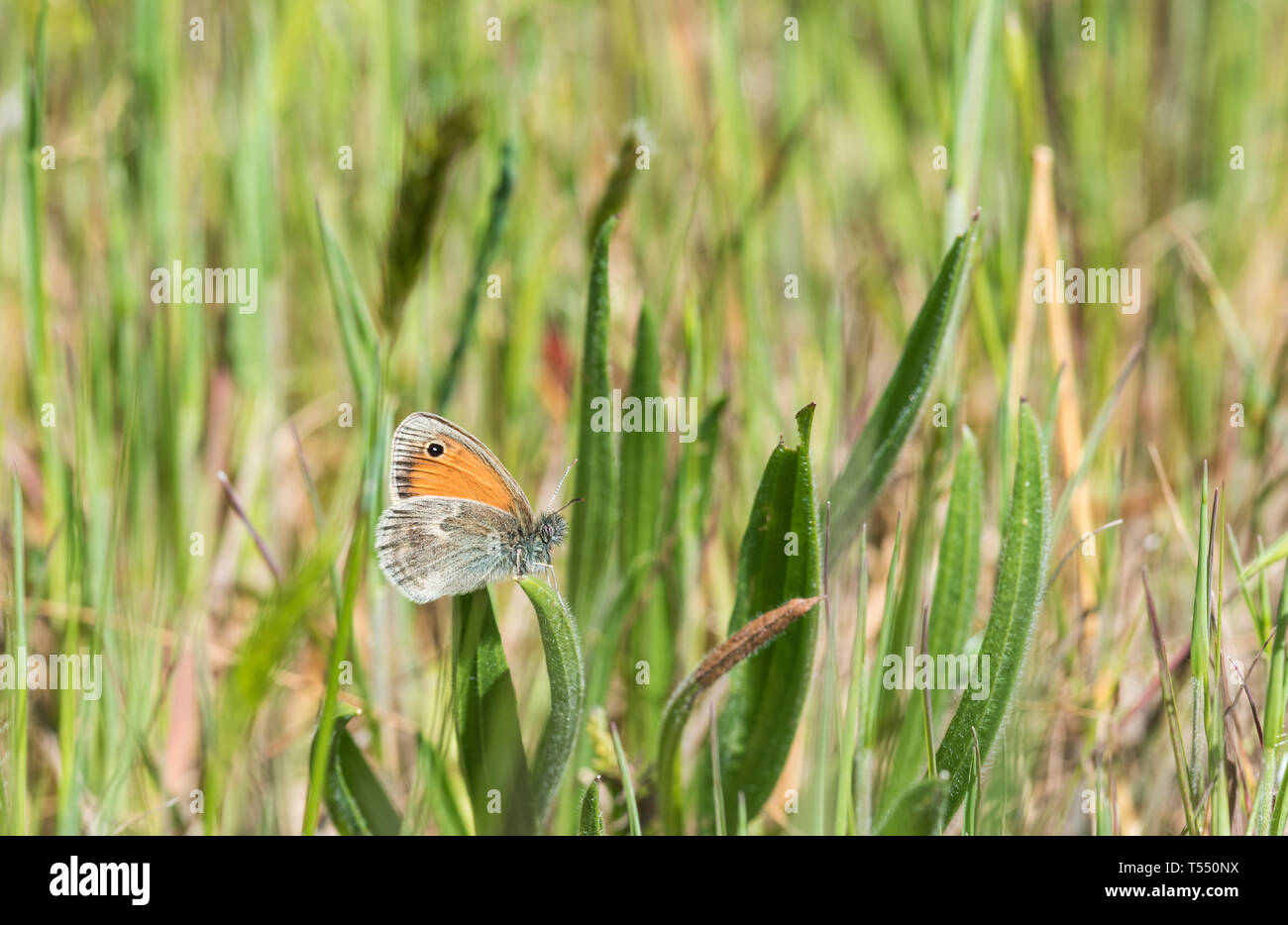 Perched Small Heath (Coenonympha pamphilus Stock Photo - Alamy