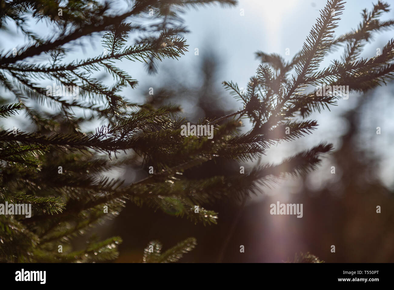 Forest of conifers hi-res stock photography and images - Alamy