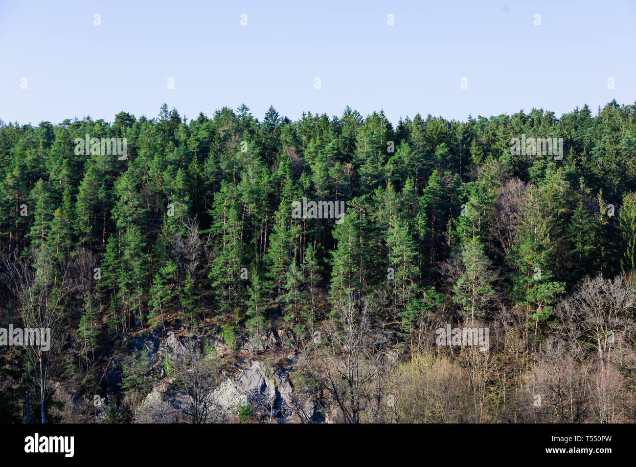 Forest with conifers Stock Photo - Alamy