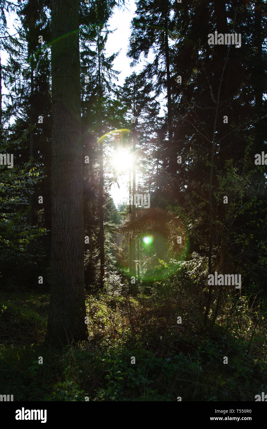 Sun shining through trees in a forest Stock Photo - Alamy