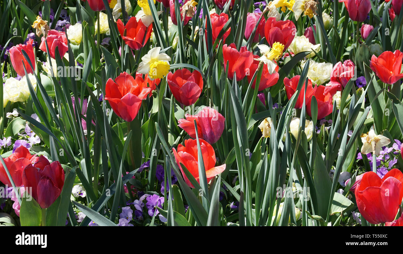 Beautiful tulips blossom in springtime hi-res stock photography and ...