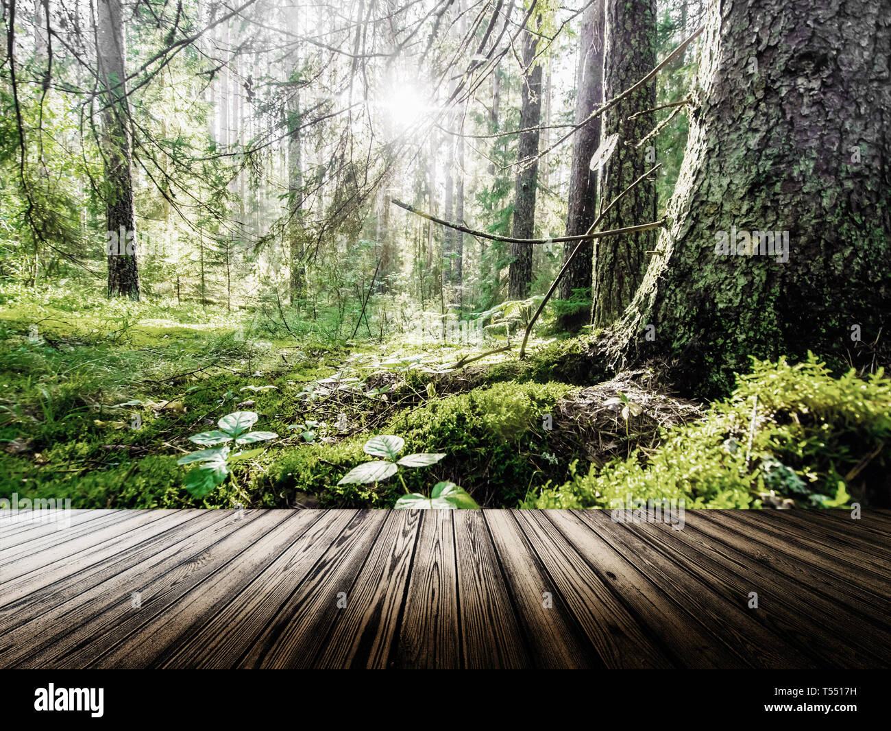 Wild forest panorama. Ecology summer beautiful background Stock Photo ...