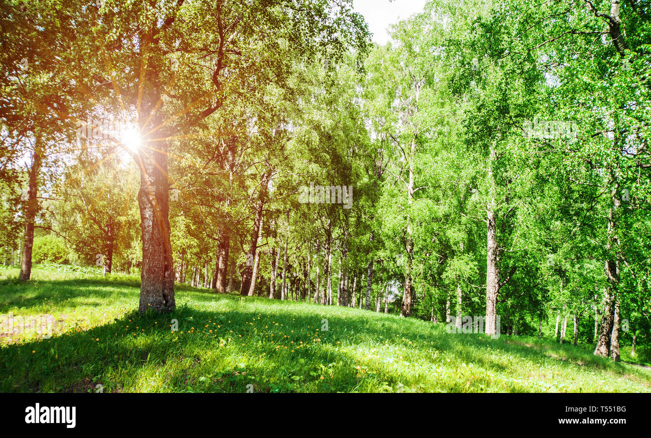 Beautiful park background. Plants and trees landscape Stock Photo - Alamy