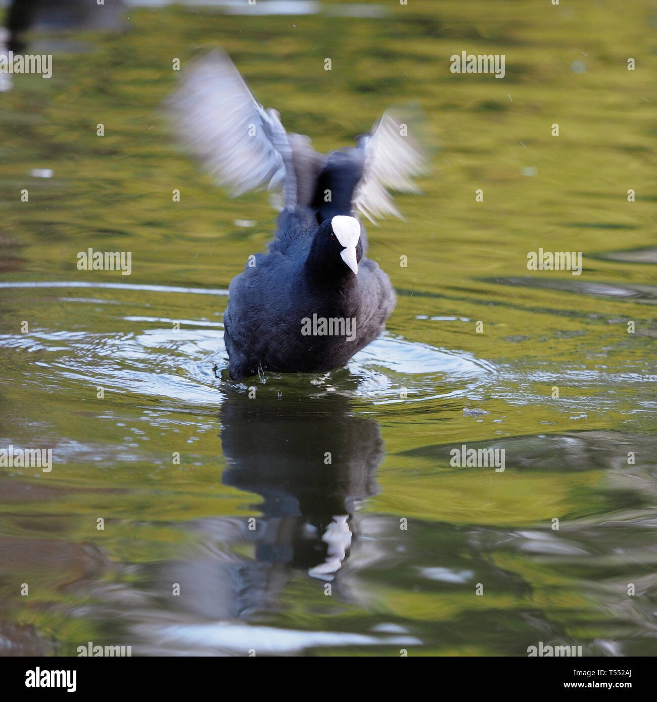 Coot flapping its wings in St James Park, London, England, UK Stock ...