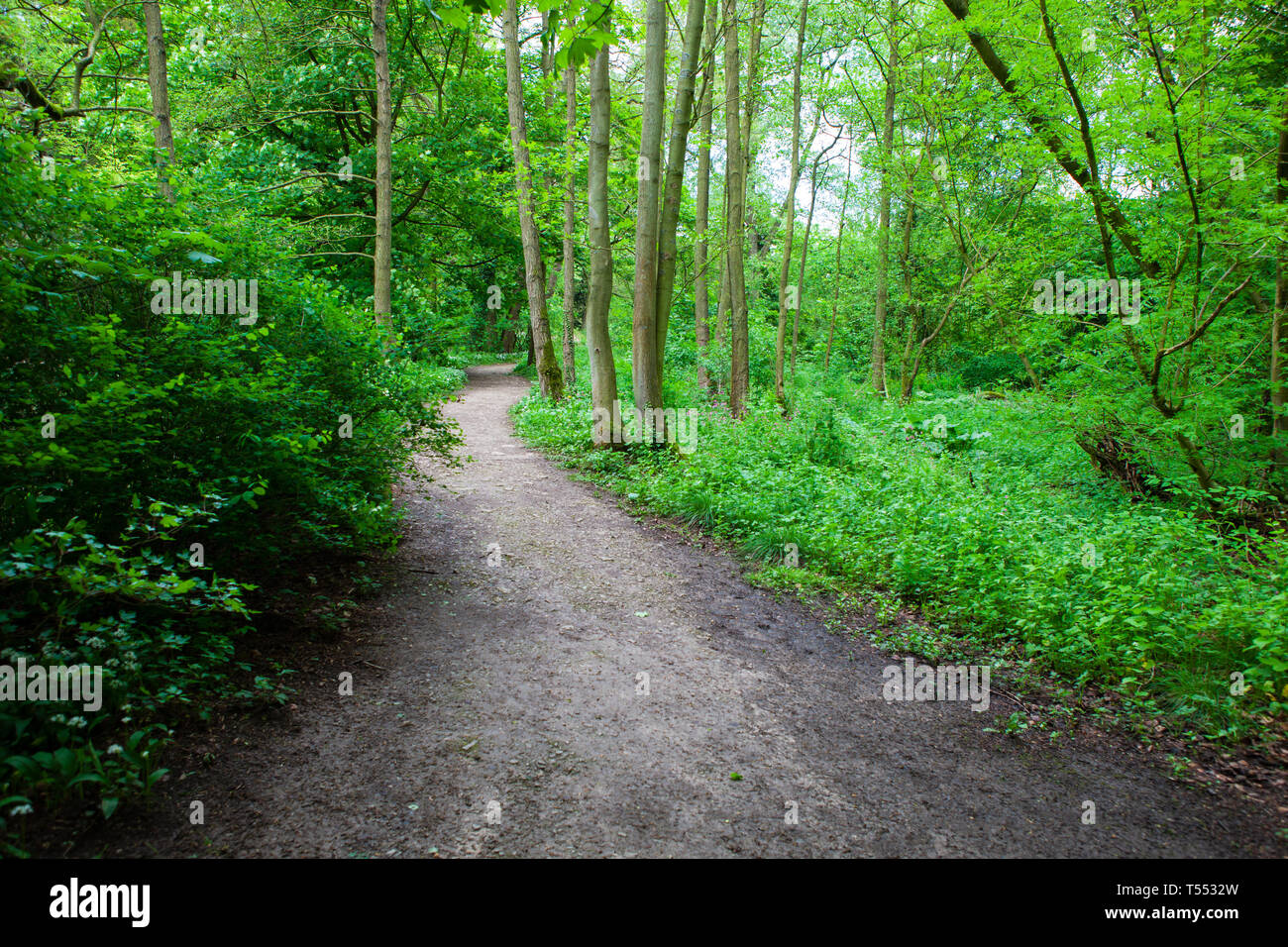 Dirt walking track through forest in Derbyshire, England Stock Photo ...