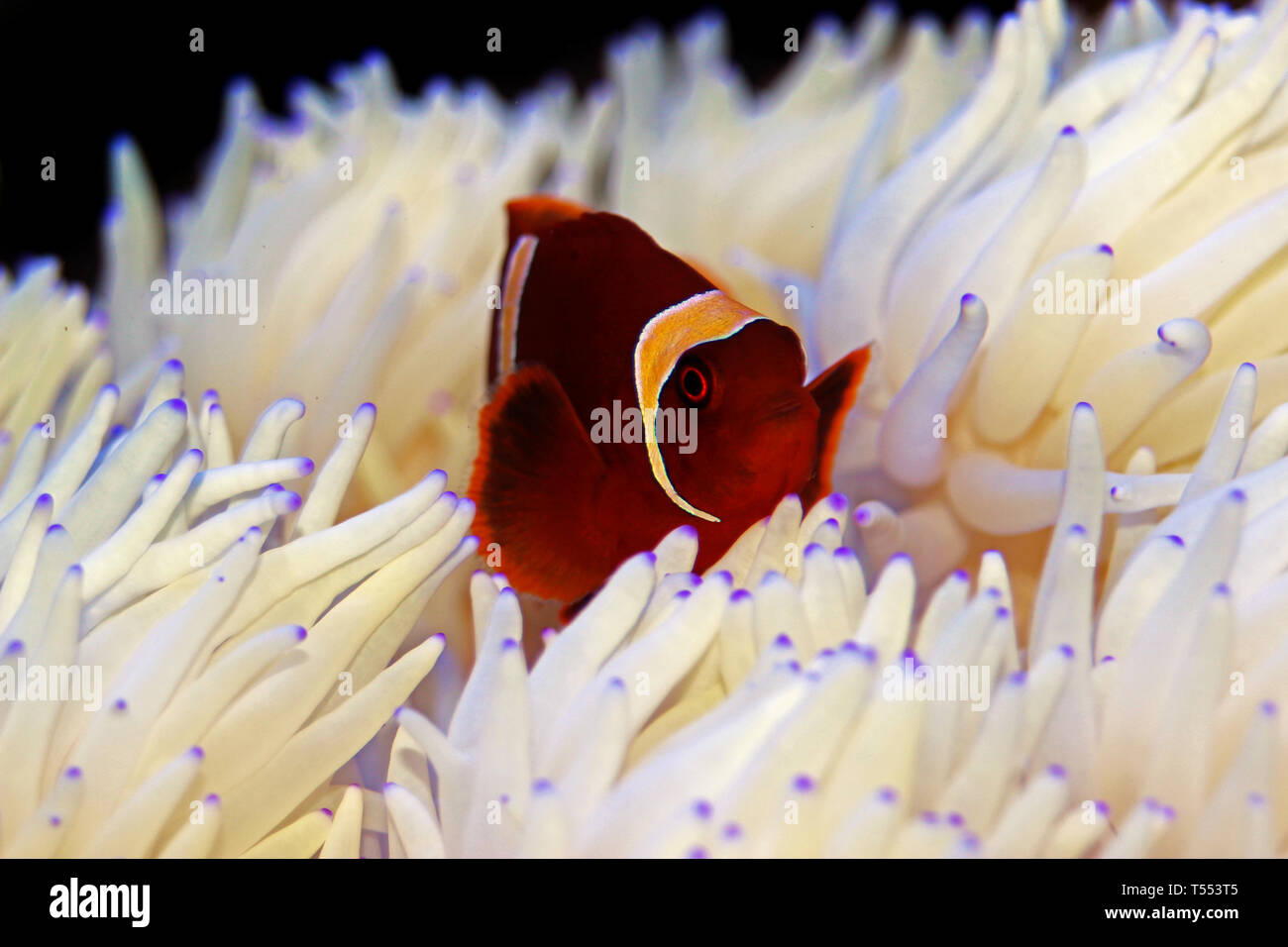 Sebae clownfish hi-res stock photography and images - Alamy