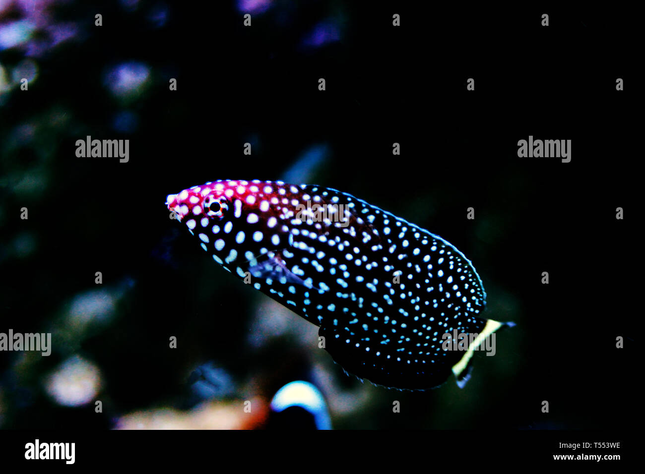 White-spotted Wrasse - Melanurus Anampses Stock Photo - Alamy