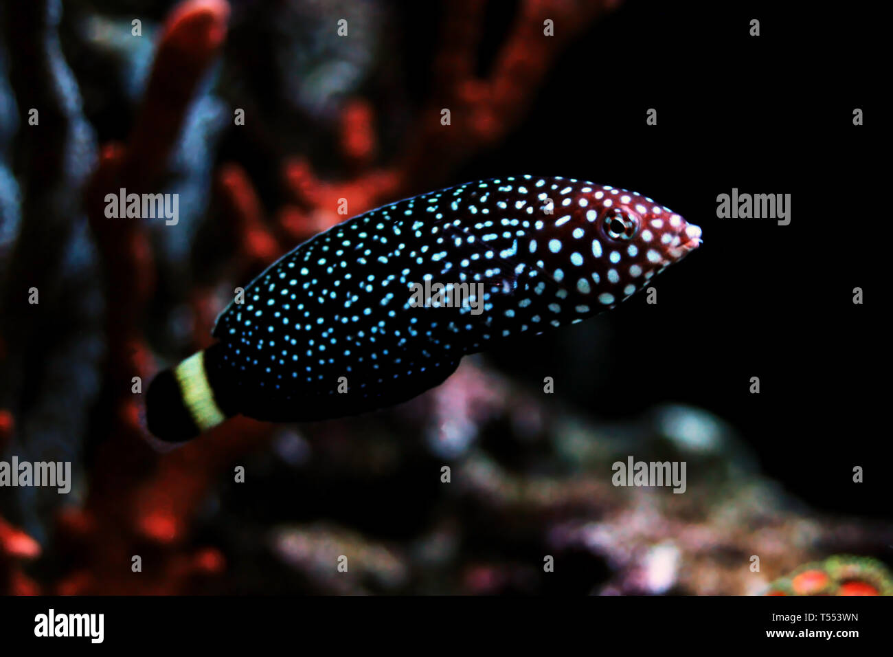 White-spotted Wrasse - Melanurus Anampses Stock Photo - Alamy