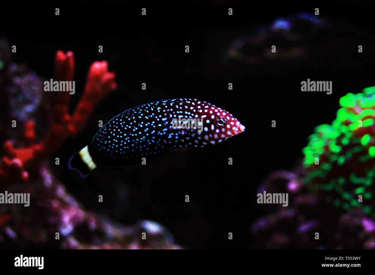 White-spotted Wrasse - Melanurus Anampses Stock Photo - Alamy