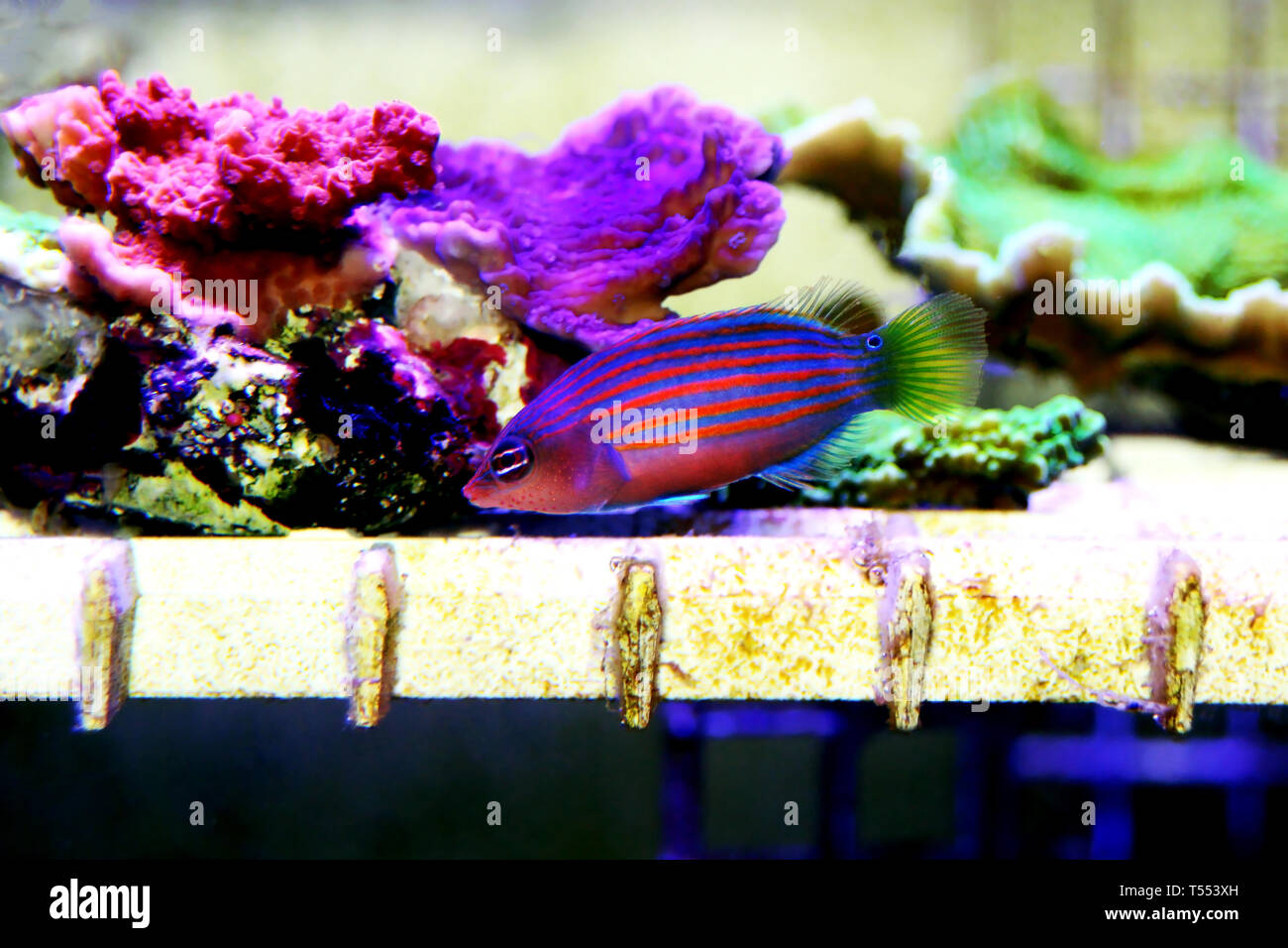 Six Line Wrasse - (Pseudocheilinus hexataenia Stock Photo - Alamy