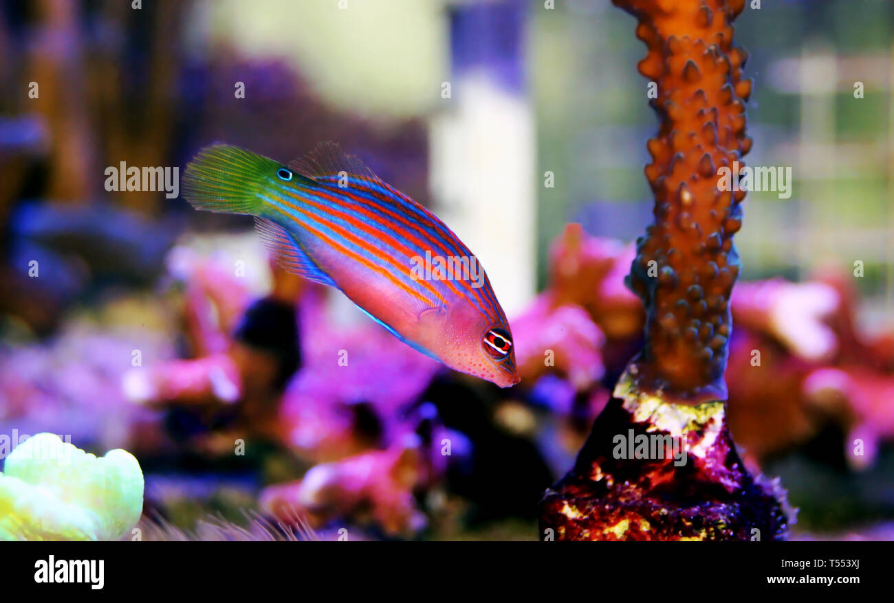 Six Line Wrasse - (Pseudocheilinus hexataenia Stock Photo - Alamy