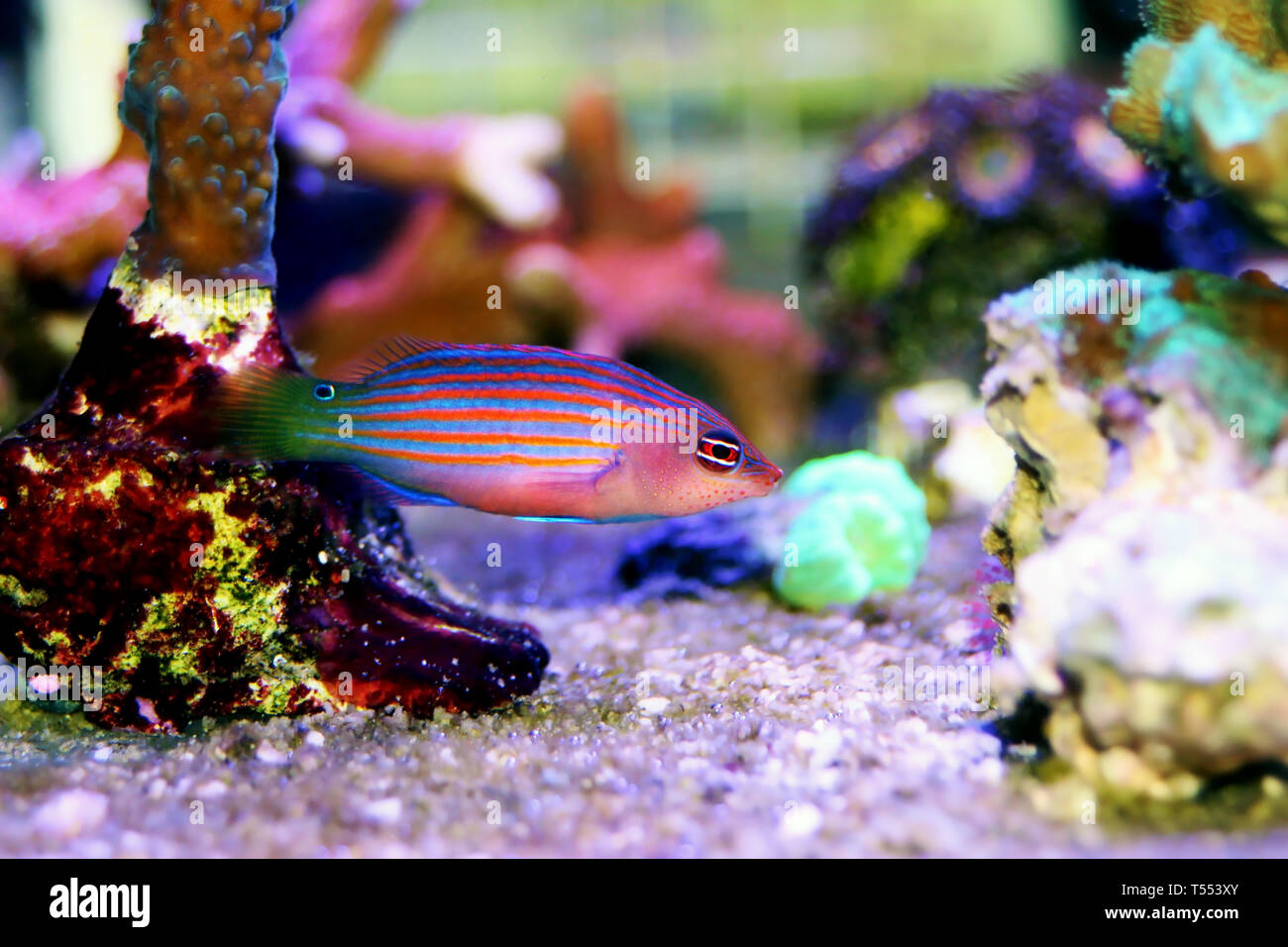 Six Line Wrasse - (Pseudocheilinus hexataenia Stock Photo - Alamy