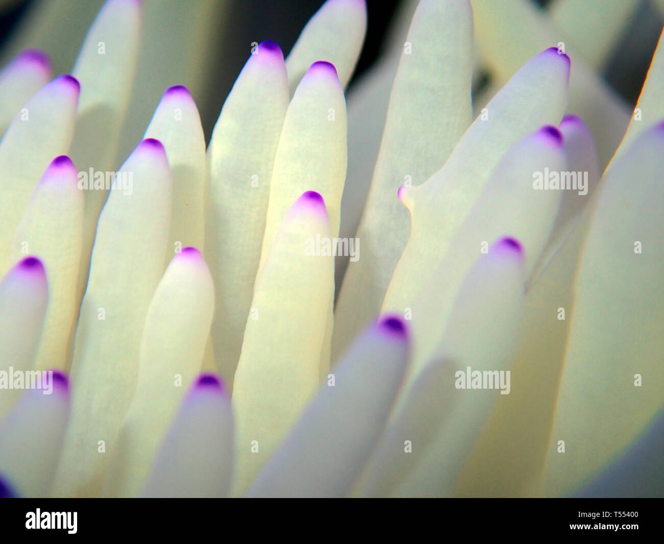 White Sebae Anemone - (Heteractis crispa Stock Photo - Alamy