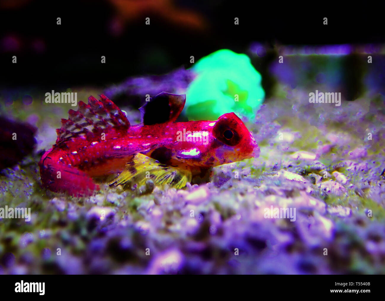 Sycorax hi-res stock photography and images - Alamy