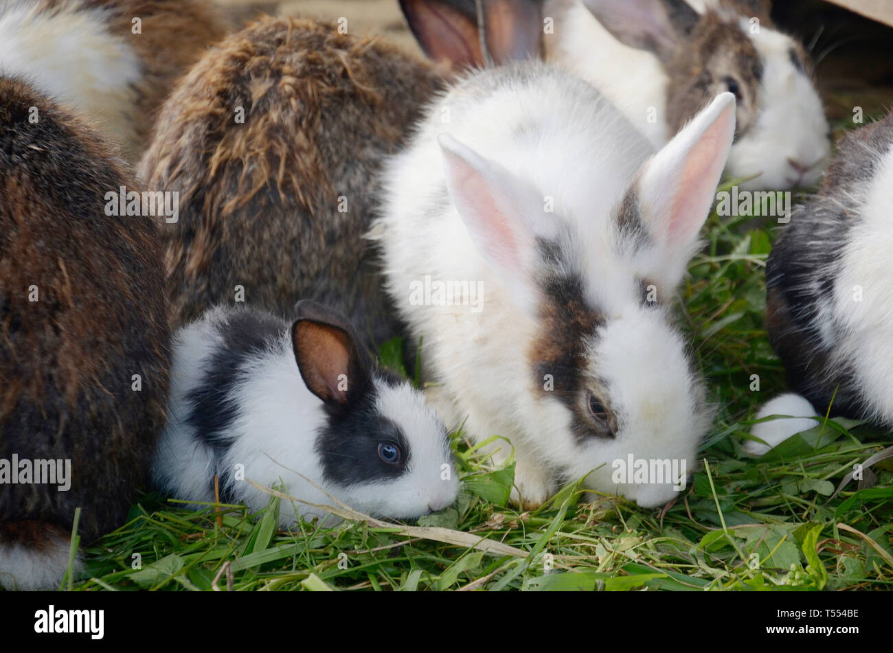 Rabbit family hi-res stock photography and images - Alamy