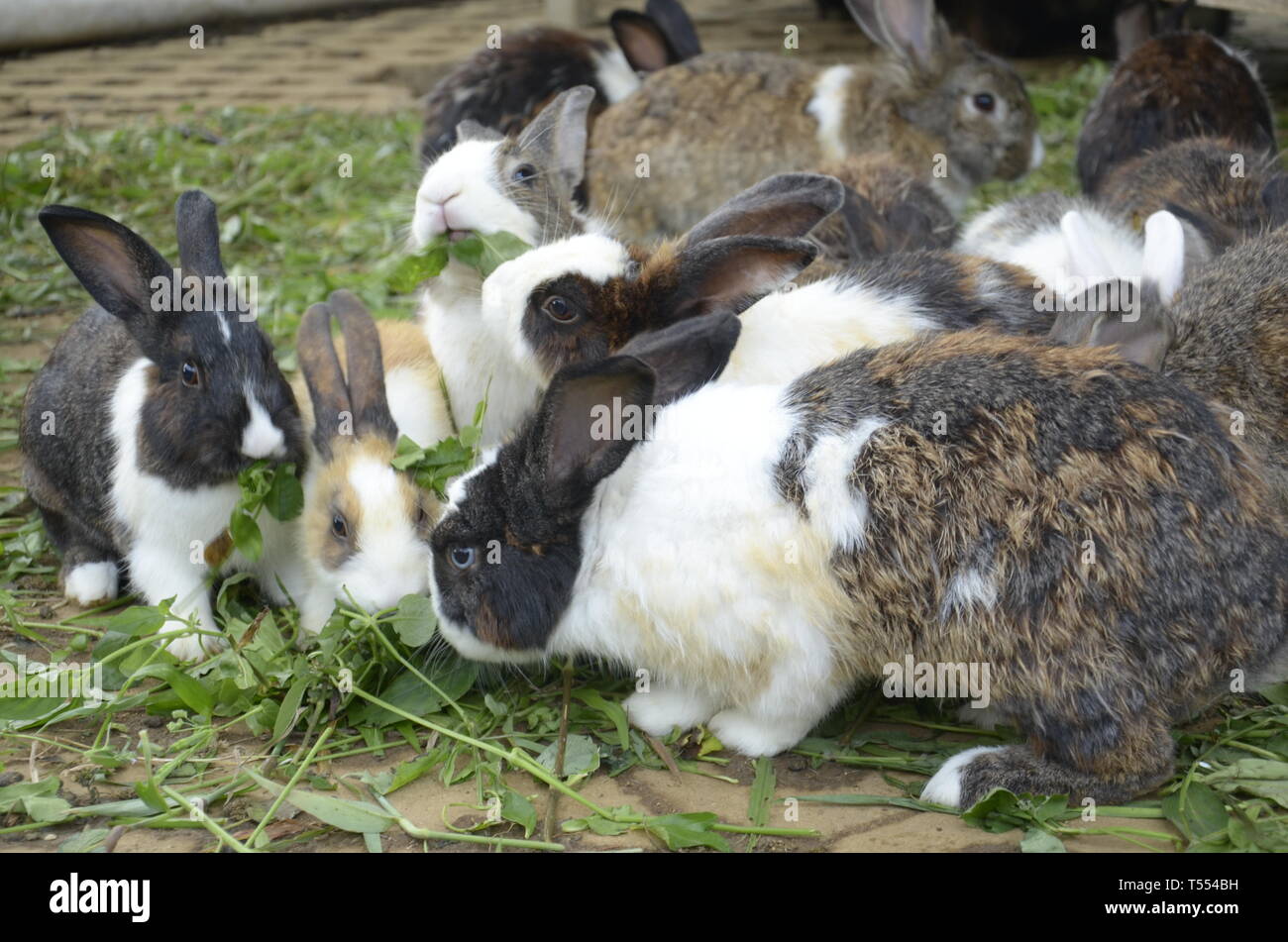 Rabbit Family Stock Photo - Alamy