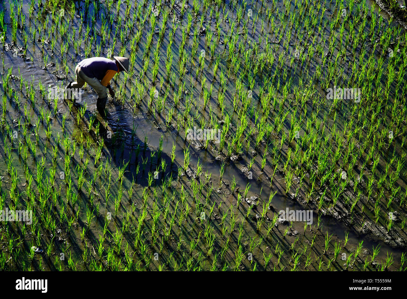 Farmer harvest on rice field hi-res stock photography and images - Alamy