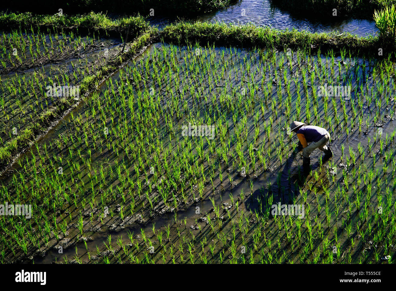 Farmer harvest on rice field hi-res stock photography and images - Alamy