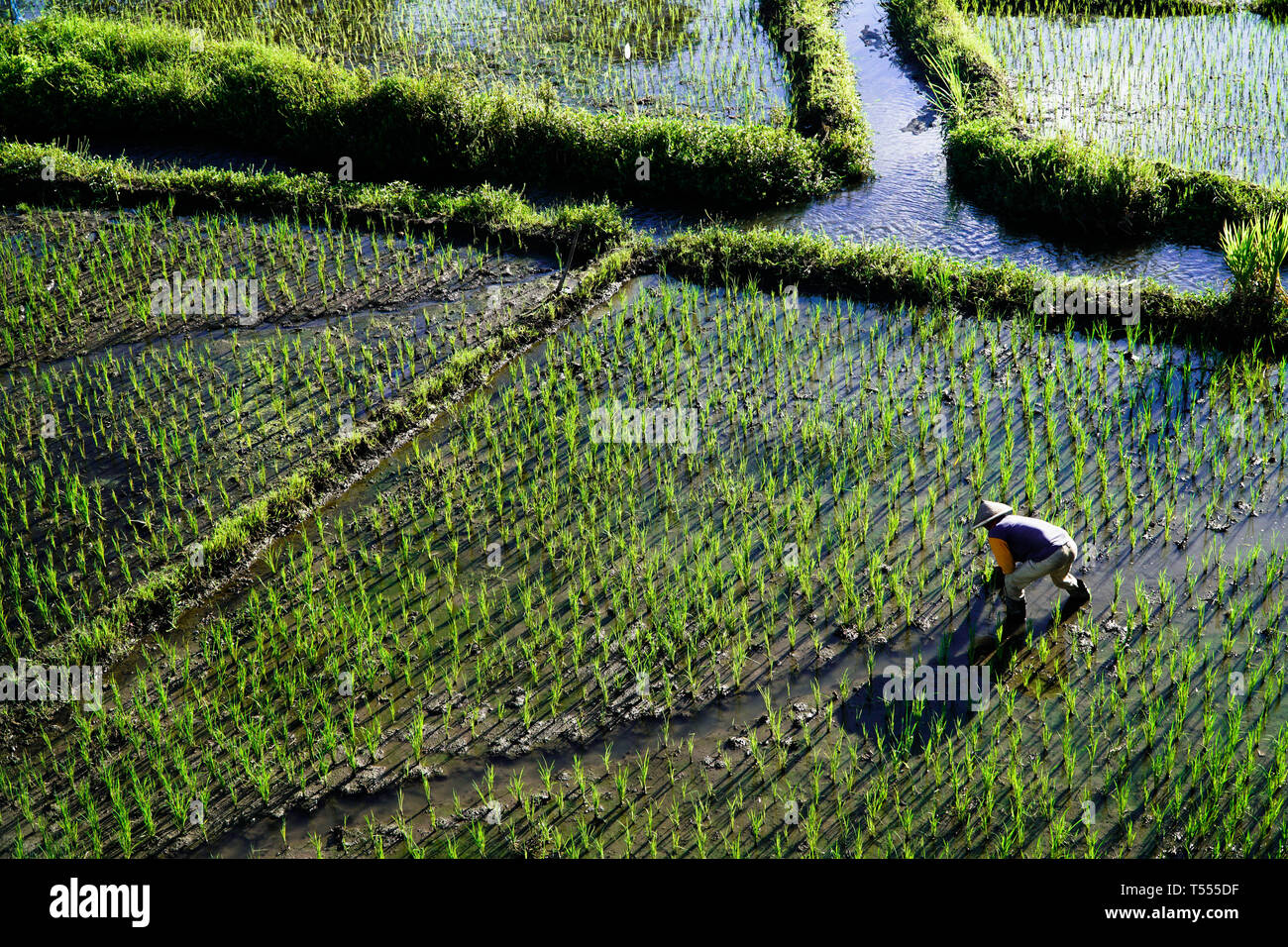 Paddy farmer planting on the rice field Stock Photo - Alamy
