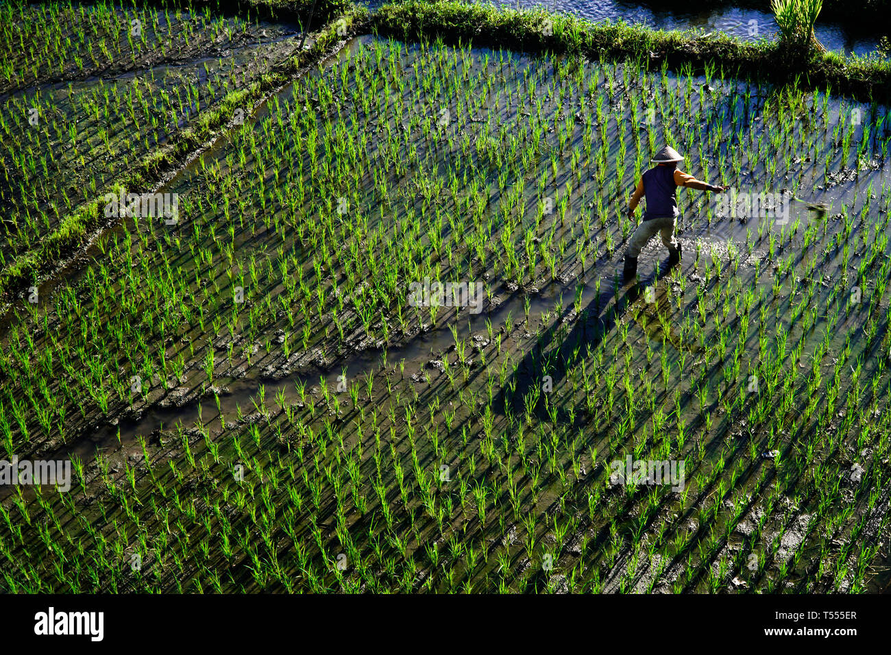 Farmer with his rice field hi-res stock photography and images - Alamy