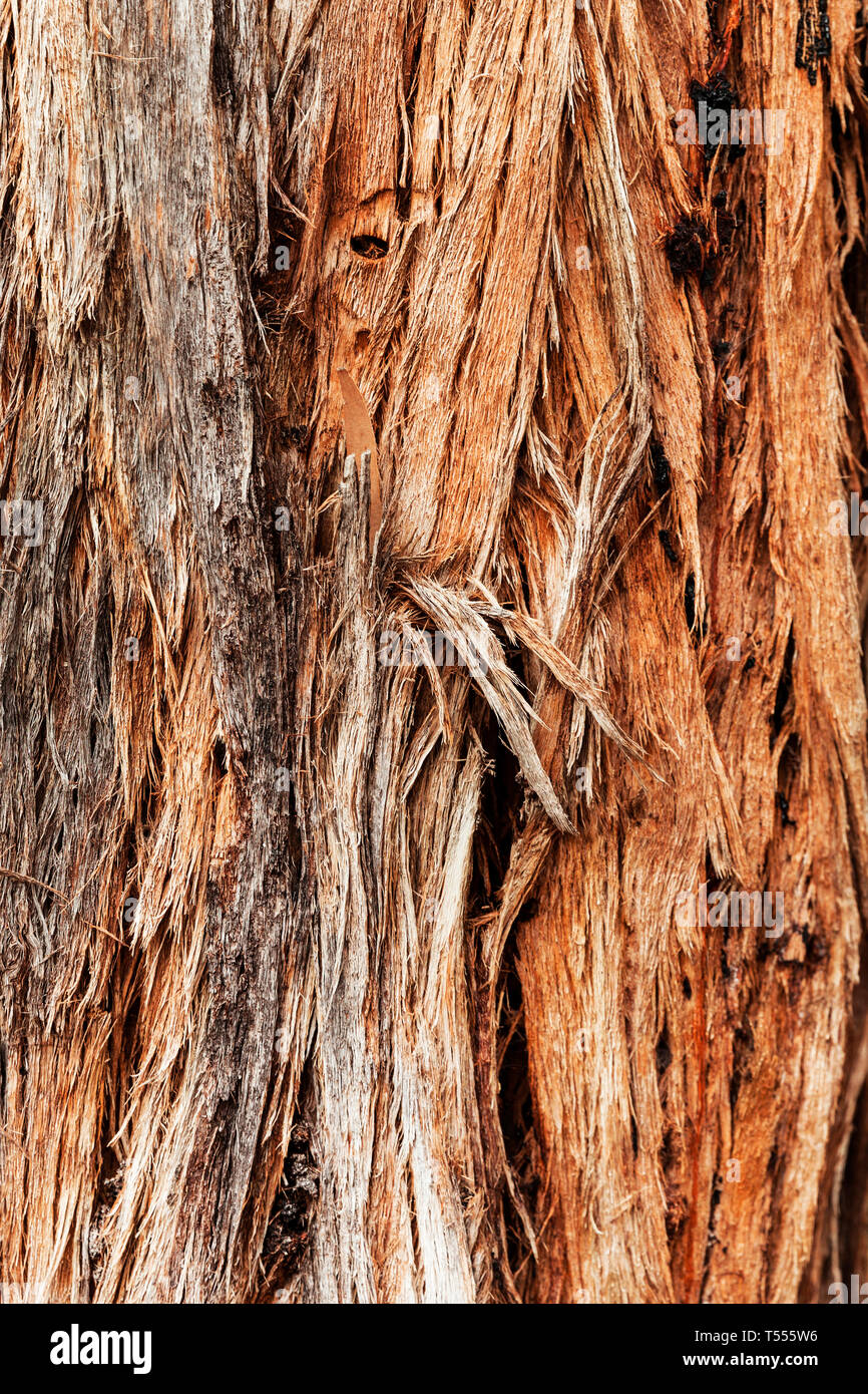 Stringy bark tree hi-res stock photography and images - Alamy