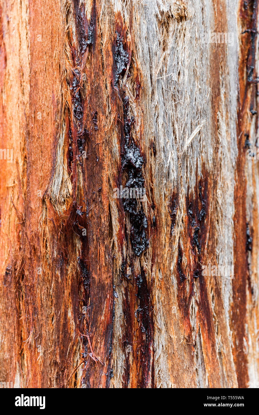 Tree stump painted orange hi-res stock photography and images - Alamy