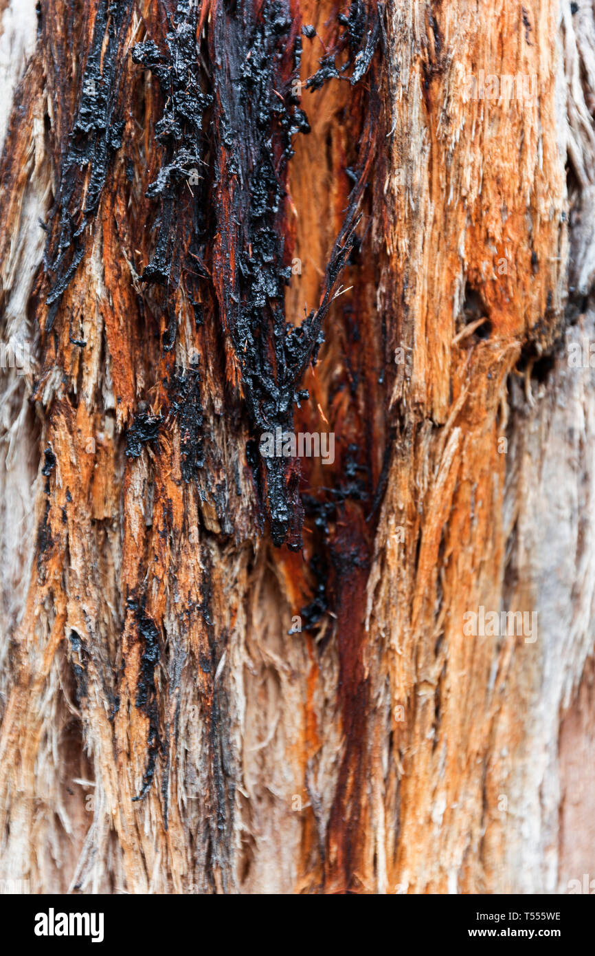 Blood stained floor hi-res stock photography and images - Alamy
