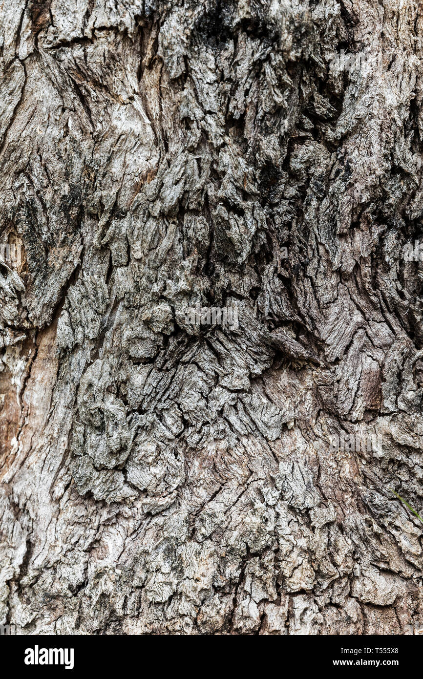 Grey tree trunk surface with rough edge protruding Stock Photo - Alamy