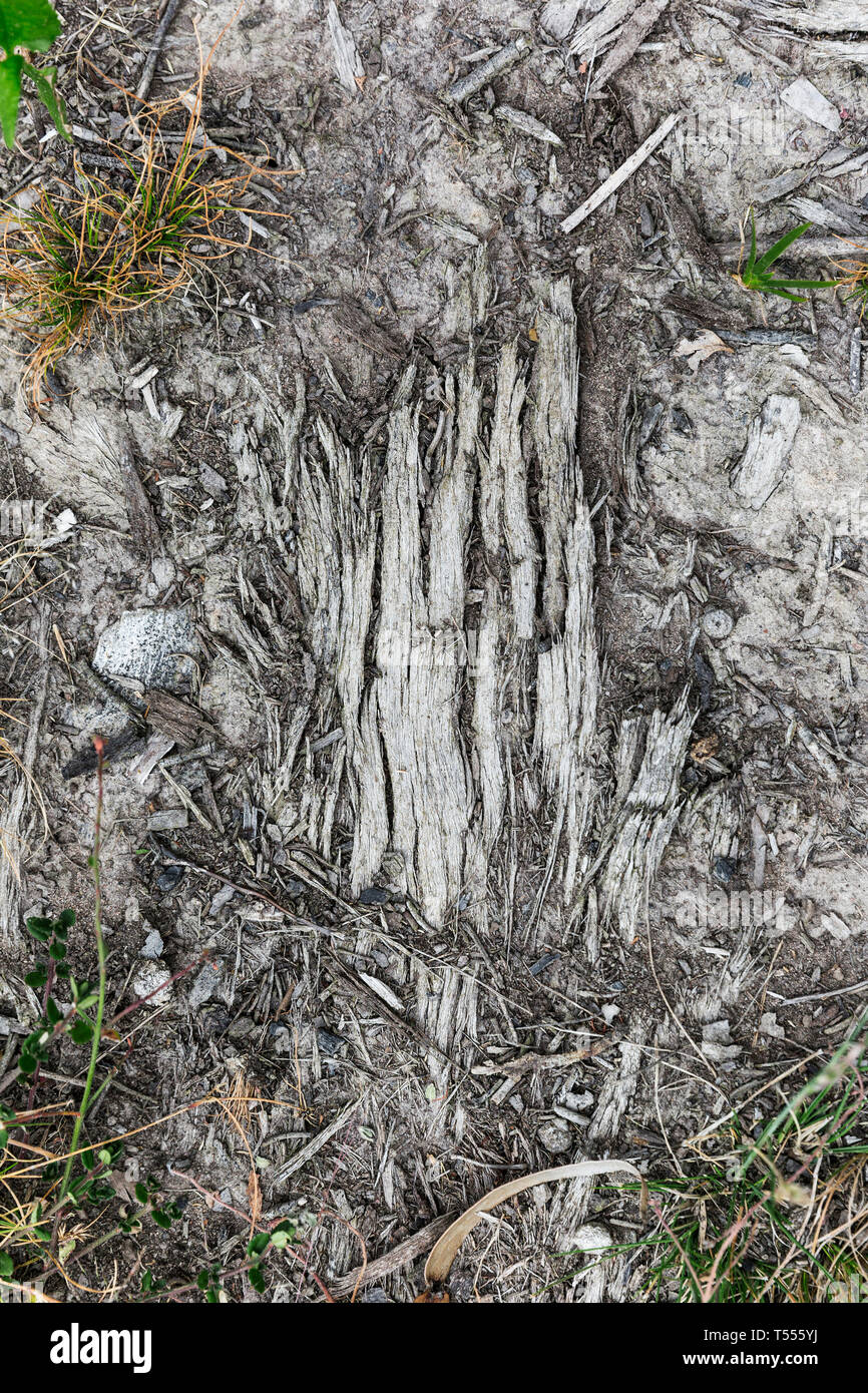 Fallen tree on the wall hi-res stock photography and images - Alamy
