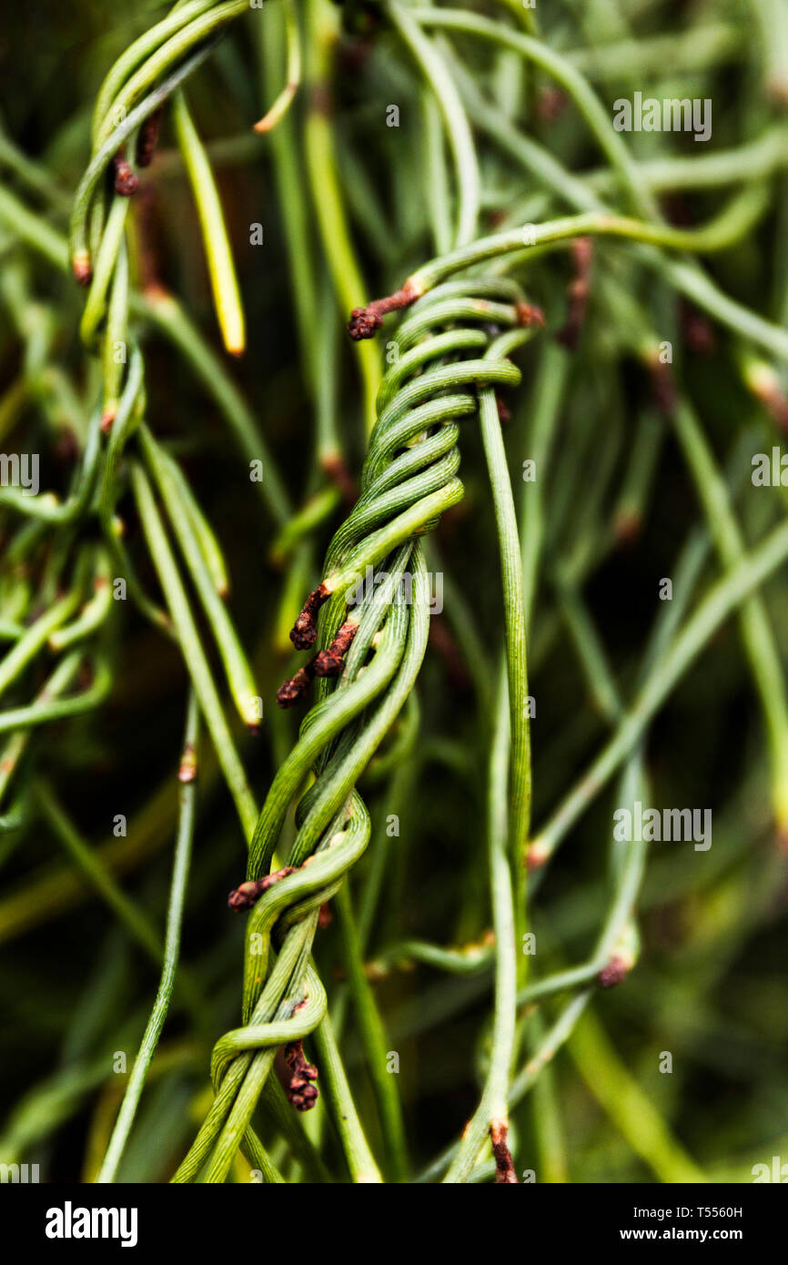 Twisted & tangled green vine curling around itself Stock Photo - Alamy