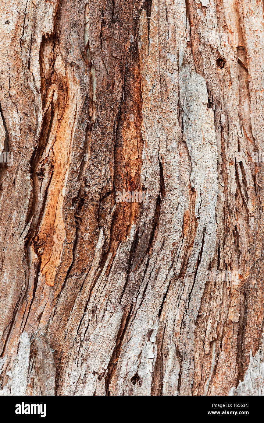 Tree bark moving in curved direction along trunk surface Stock Photo ...
