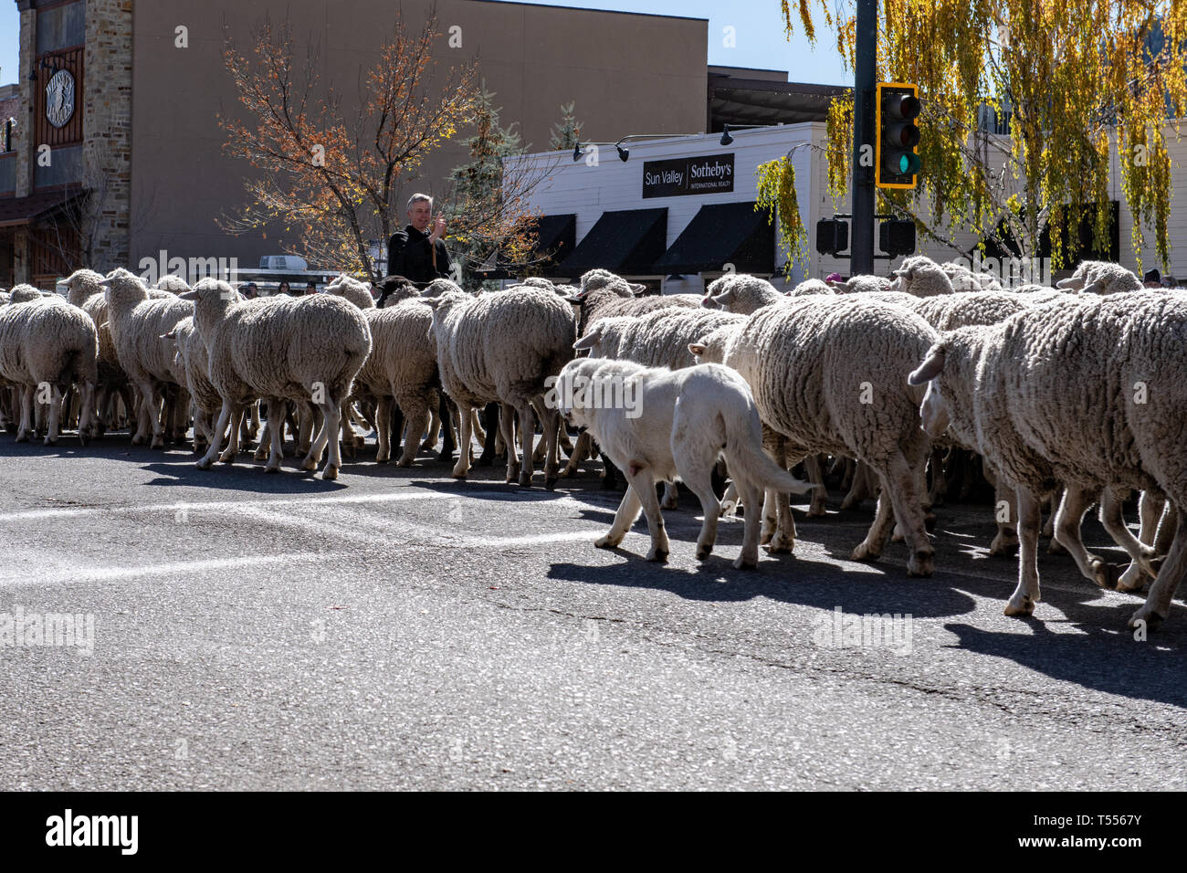Trailing of the Sheep Festival in Idaho Stock Photo - Alamy