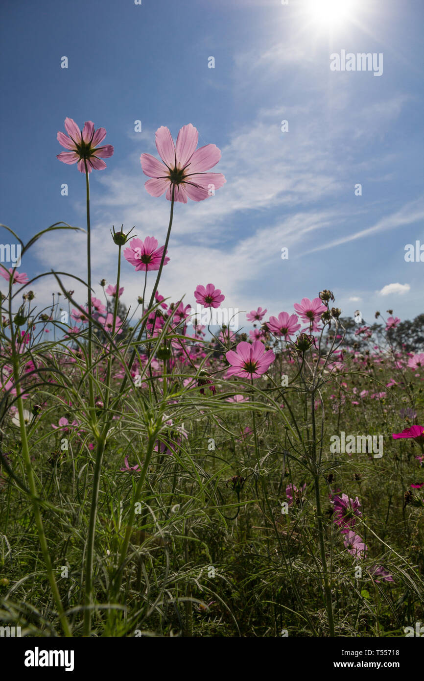 pink cosmos field and sky Stock Photo - Alamy