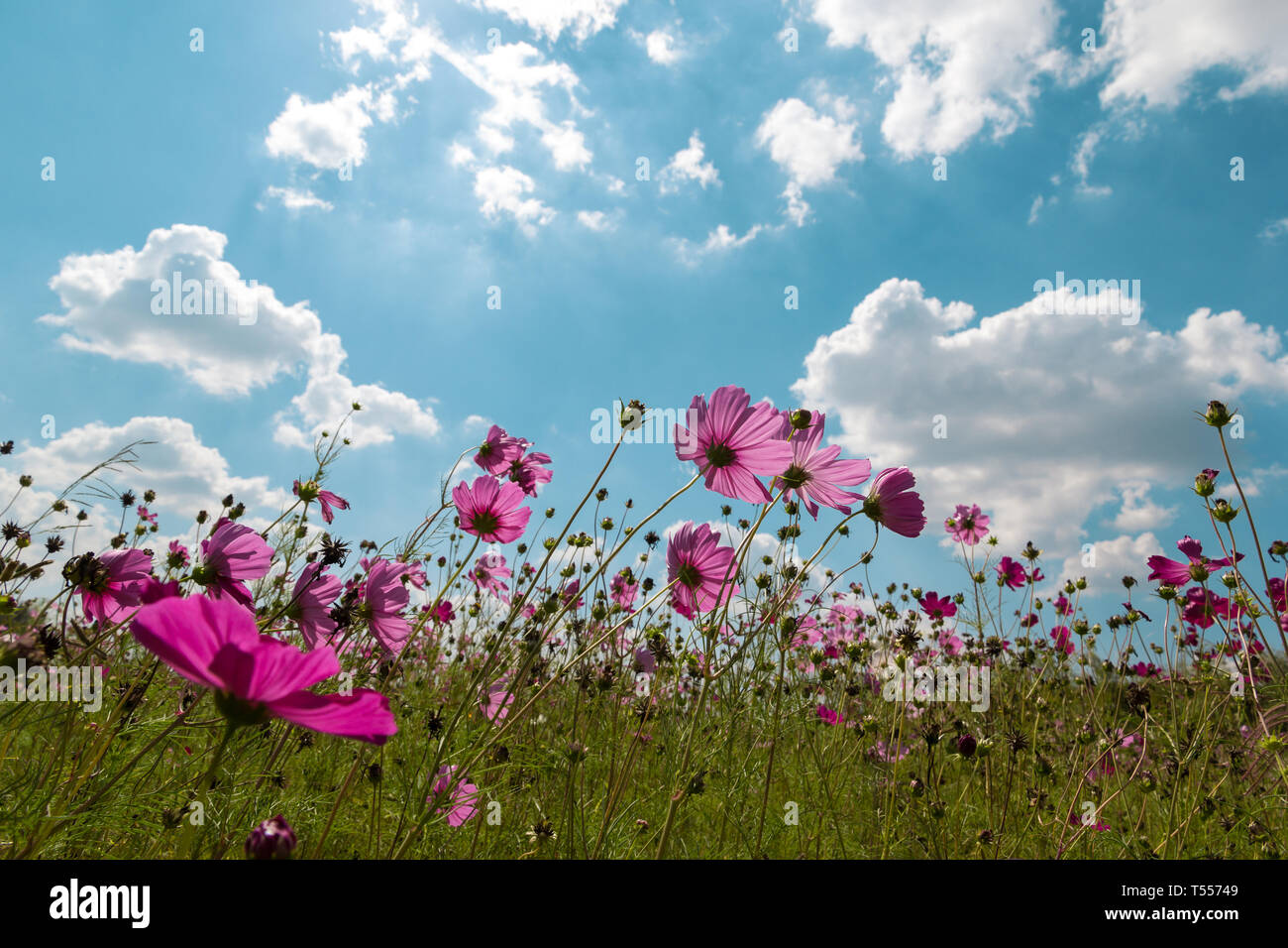 pink cosmos field and sky Stock Photo - Alamy