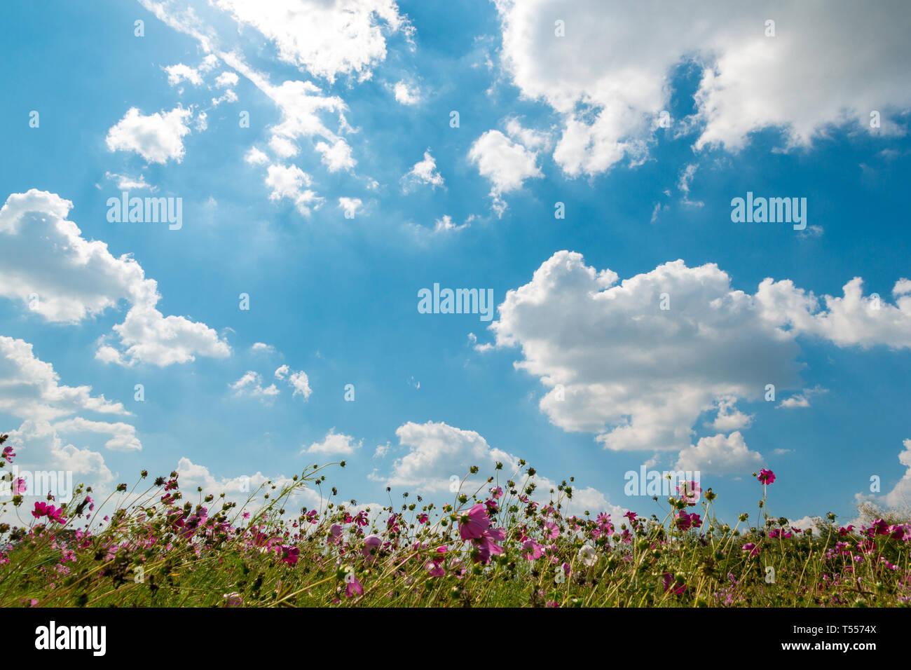 pink cosmos field and sky Stock Photo - Alamy