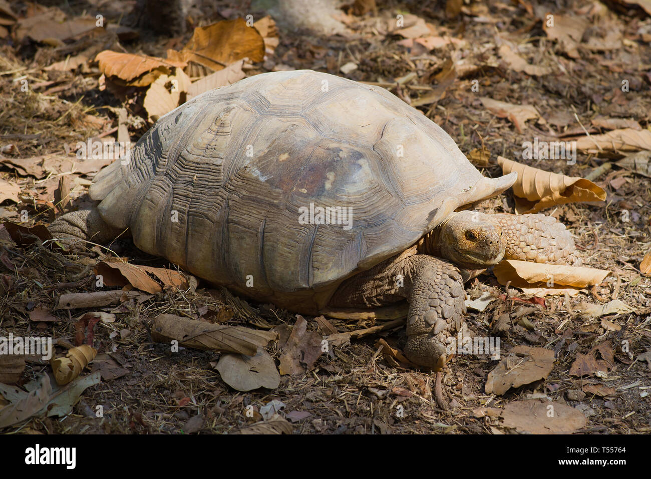 African sulcata tortoise hi-res stock photography and images - Alamy