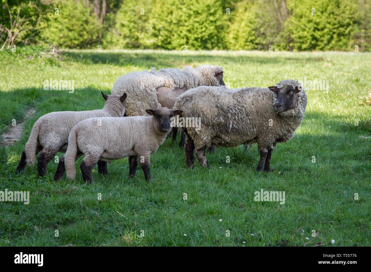 Shropshire Sheep Stock Photos & Shropshire Sheep Stock Images - Alamy