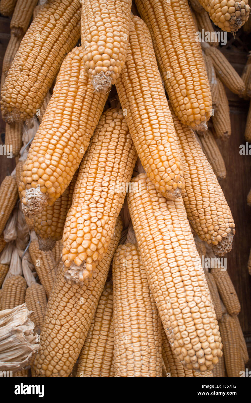 Dry corn,Animal feed Stock Photo - Alamy