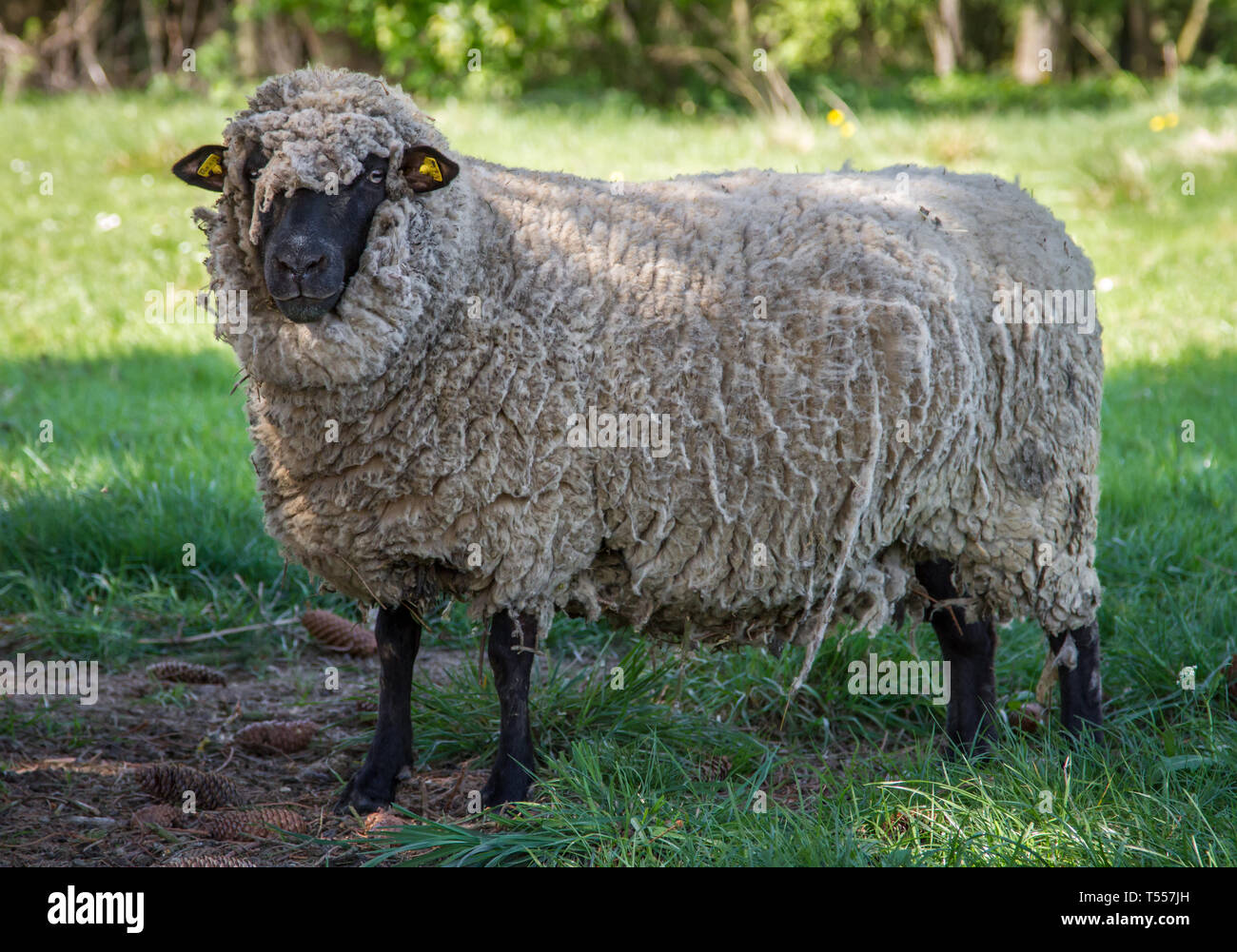 1 sheep hi-res stock photography and images - Alamy