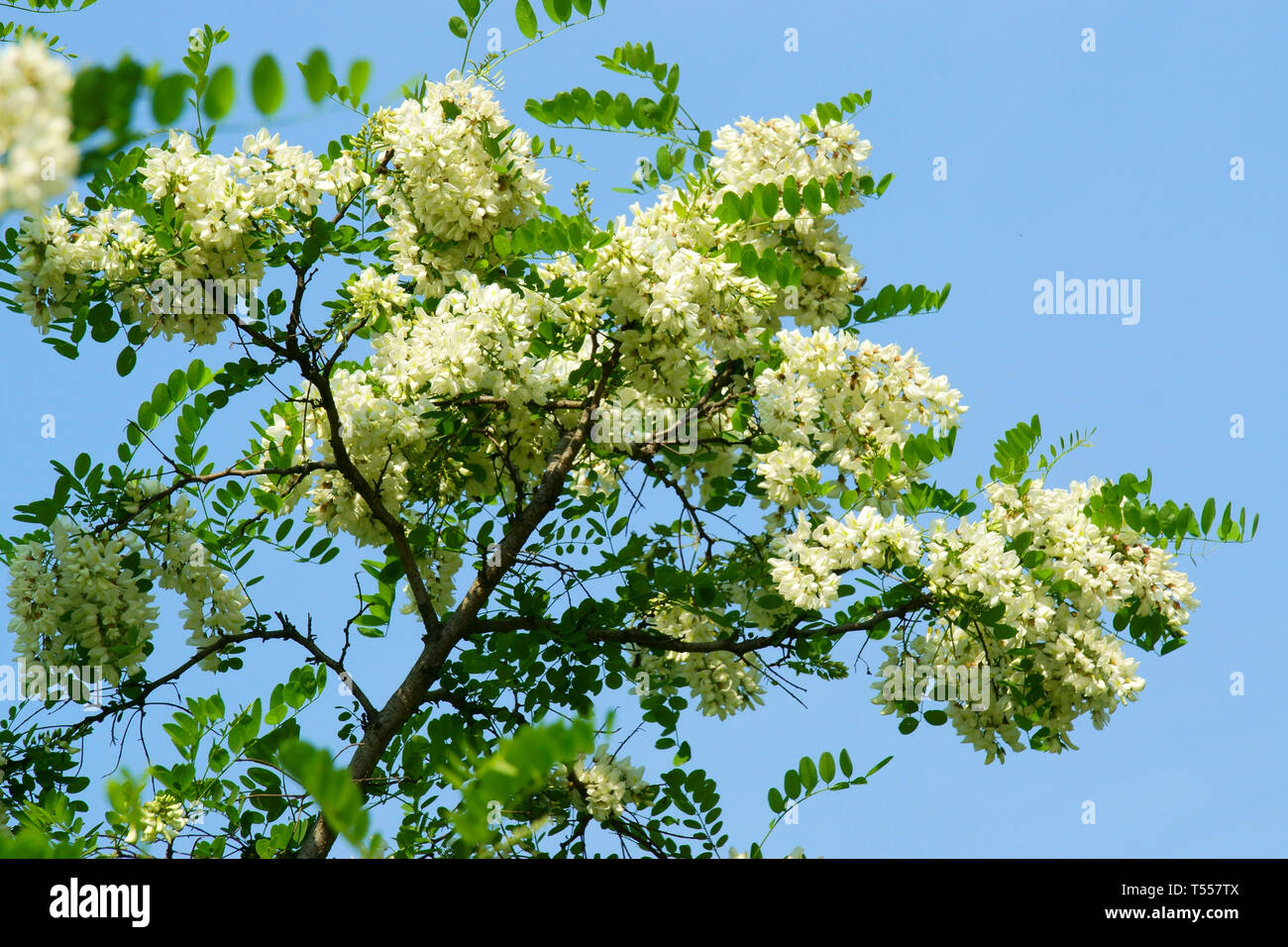 Chinese scholar tree hi-res stock photography and images - Alamy