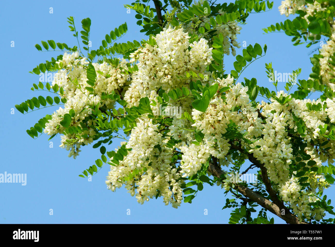 Sophora japonica blossoms，Chinese scholar tree Stock Photo - Alamy