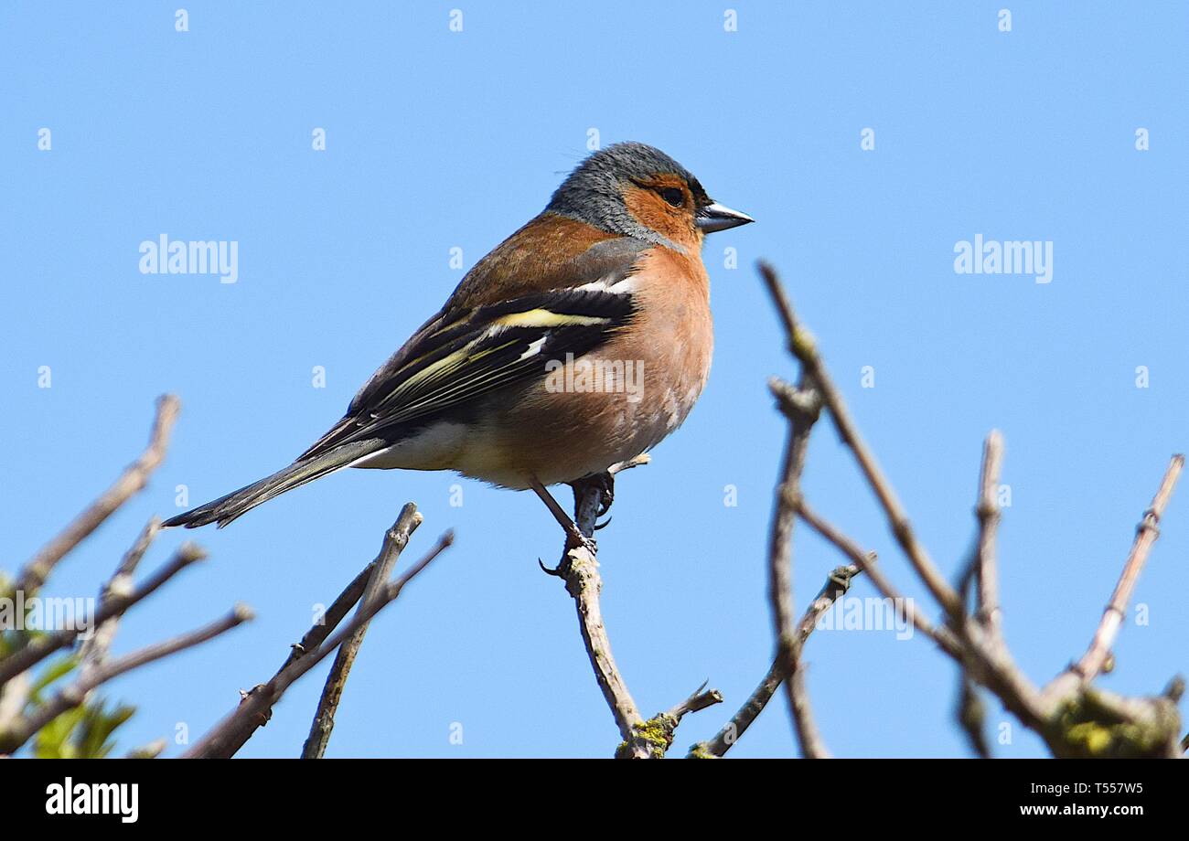 Cliff finch hi-res stock photography and images - Alamy