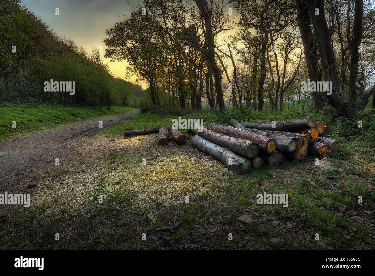 Forest logging path hi-res stock photography and images - Alamy