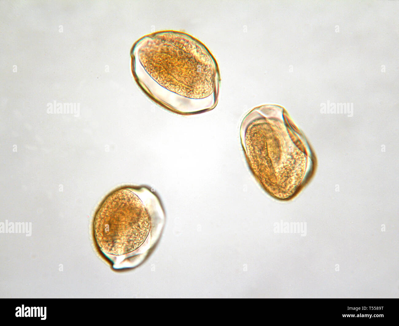 Pollen microscope hi-res stock photography and images - Alamy