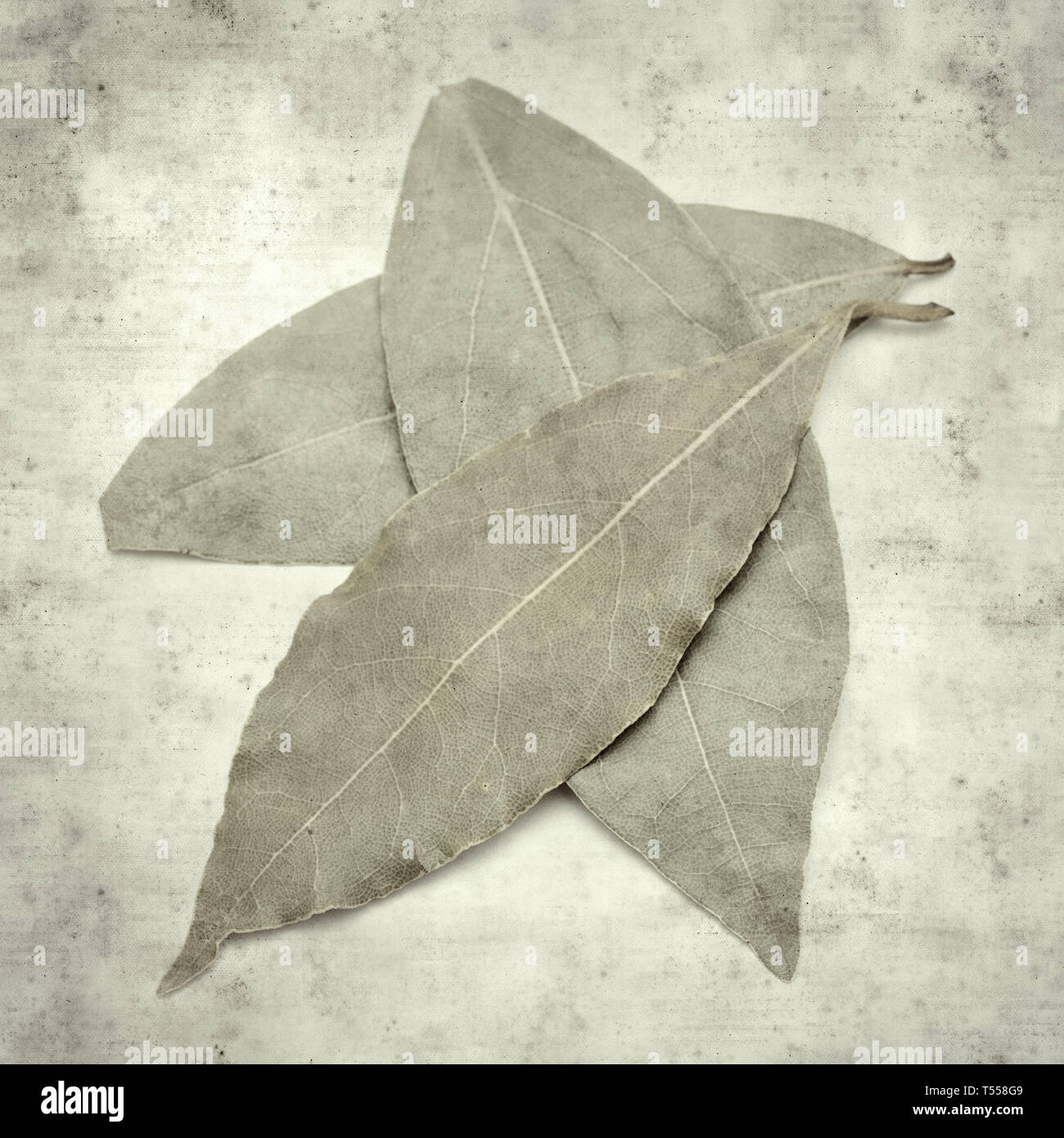 textured stylish old paper background, square, with dry bay leaves ...