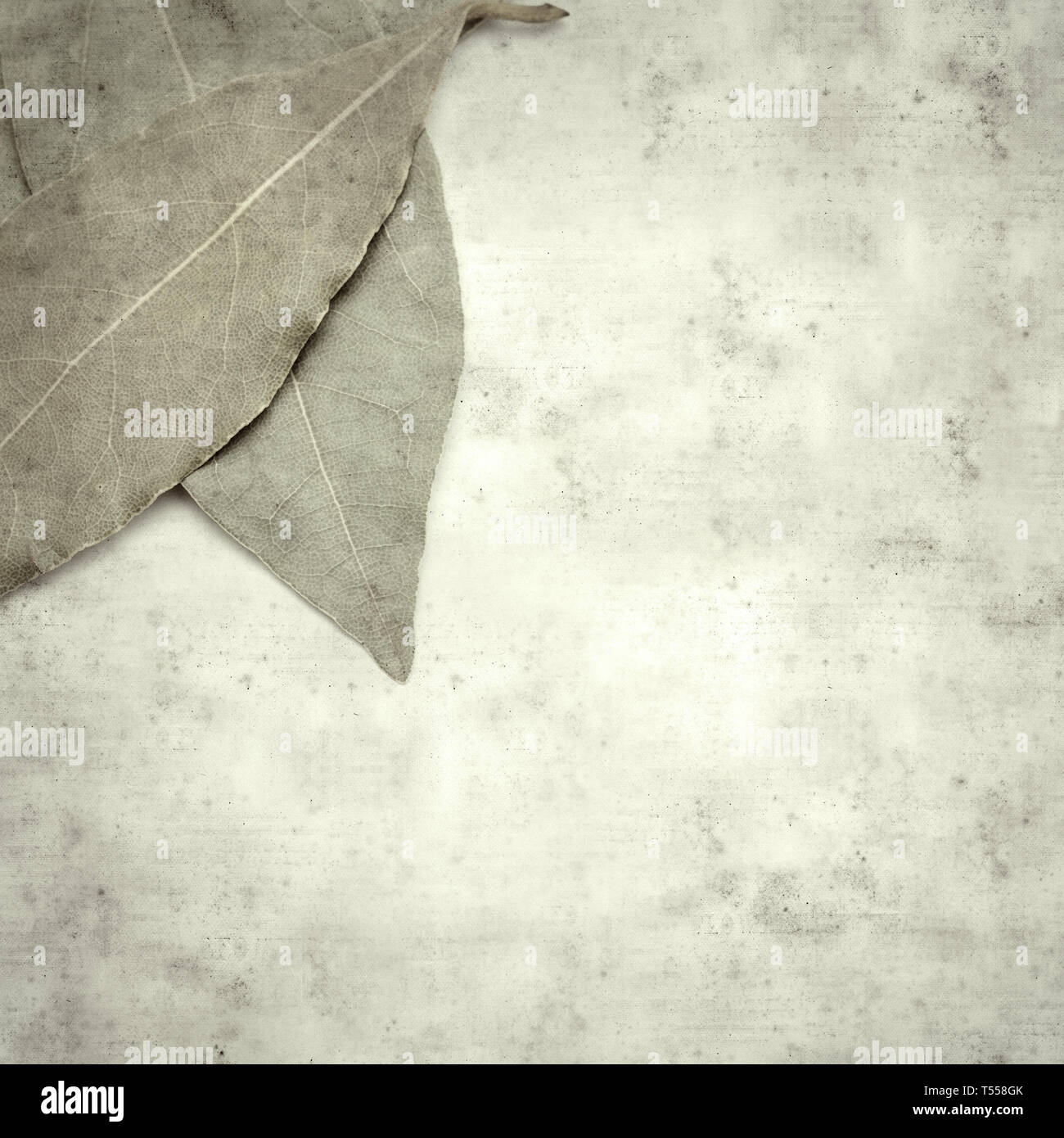 textured stylish old paper background, square, with dry bay leaves ...