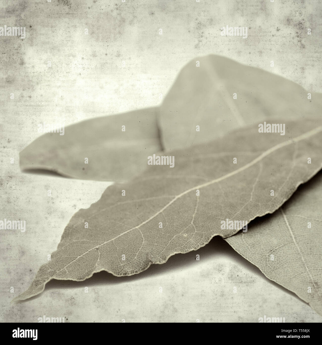 textured stylish old paper background, square, with dry bay leaves ...